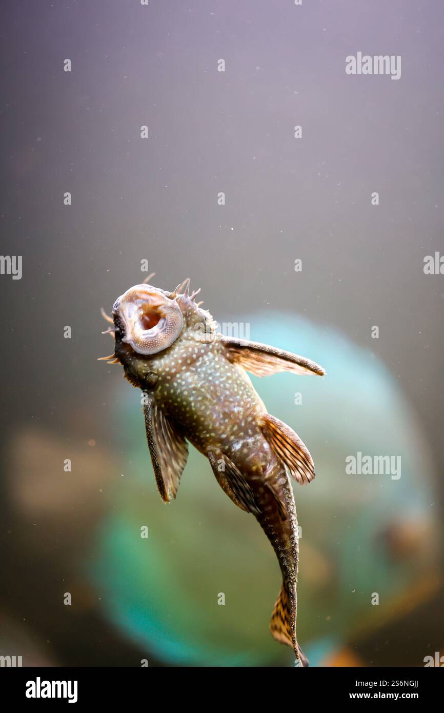 Antenna catfish in an aquarium. Females have no antennae, males have ...