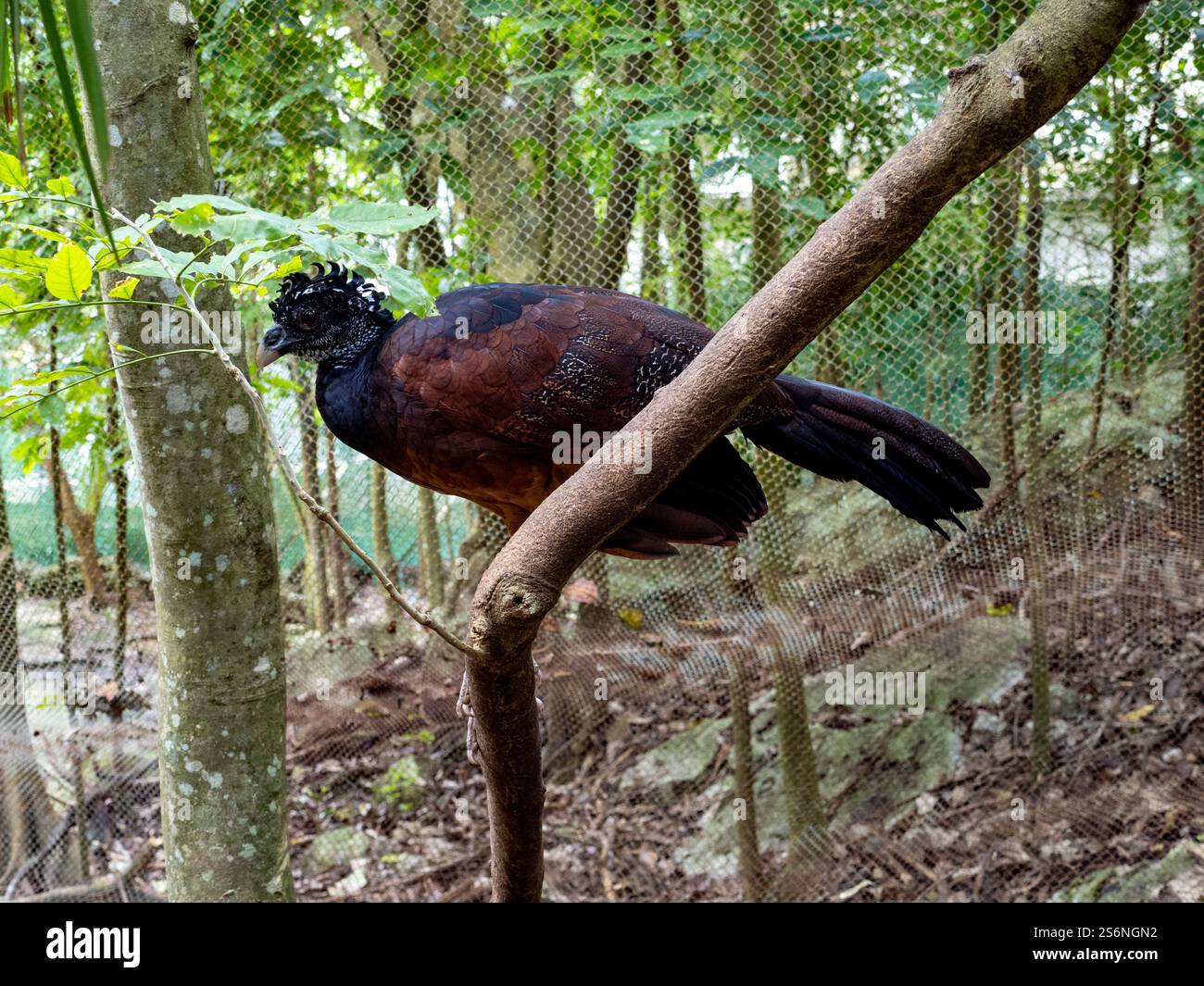 Chicken, Xaman Ha Aviary, Playa del Carmen, Mexico Stock Photo - Alamy