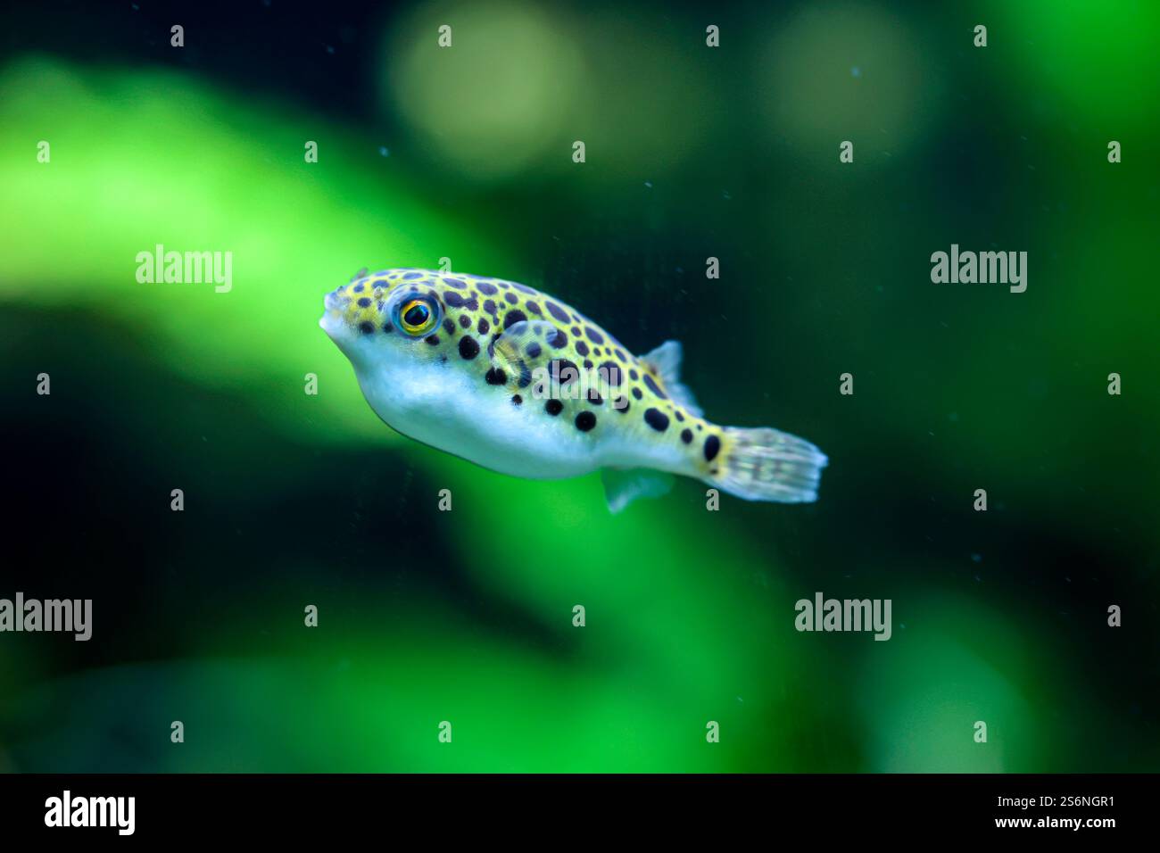 A small freshwater puffer fish in an aquarium Stock Photo - Alamy