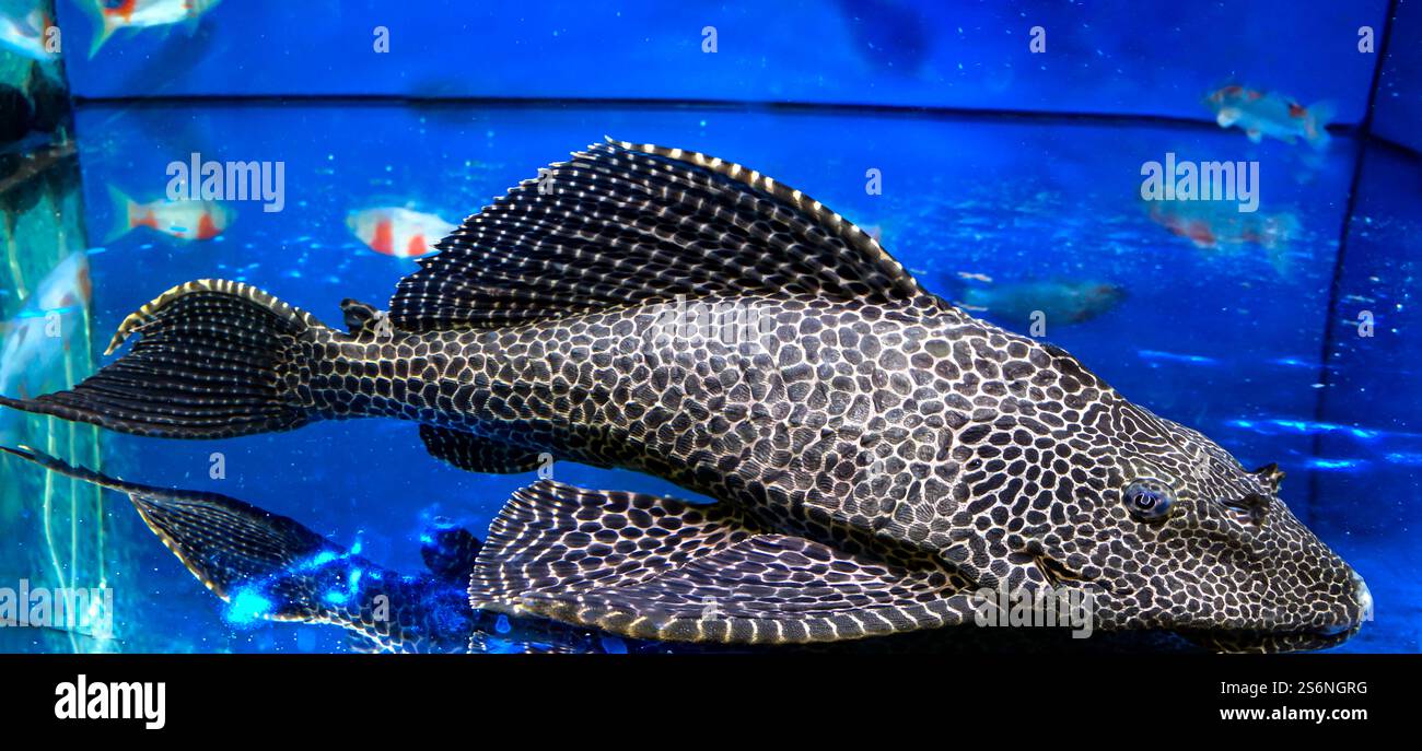 A large catfish in an aquarium Stock Photo - Alamy