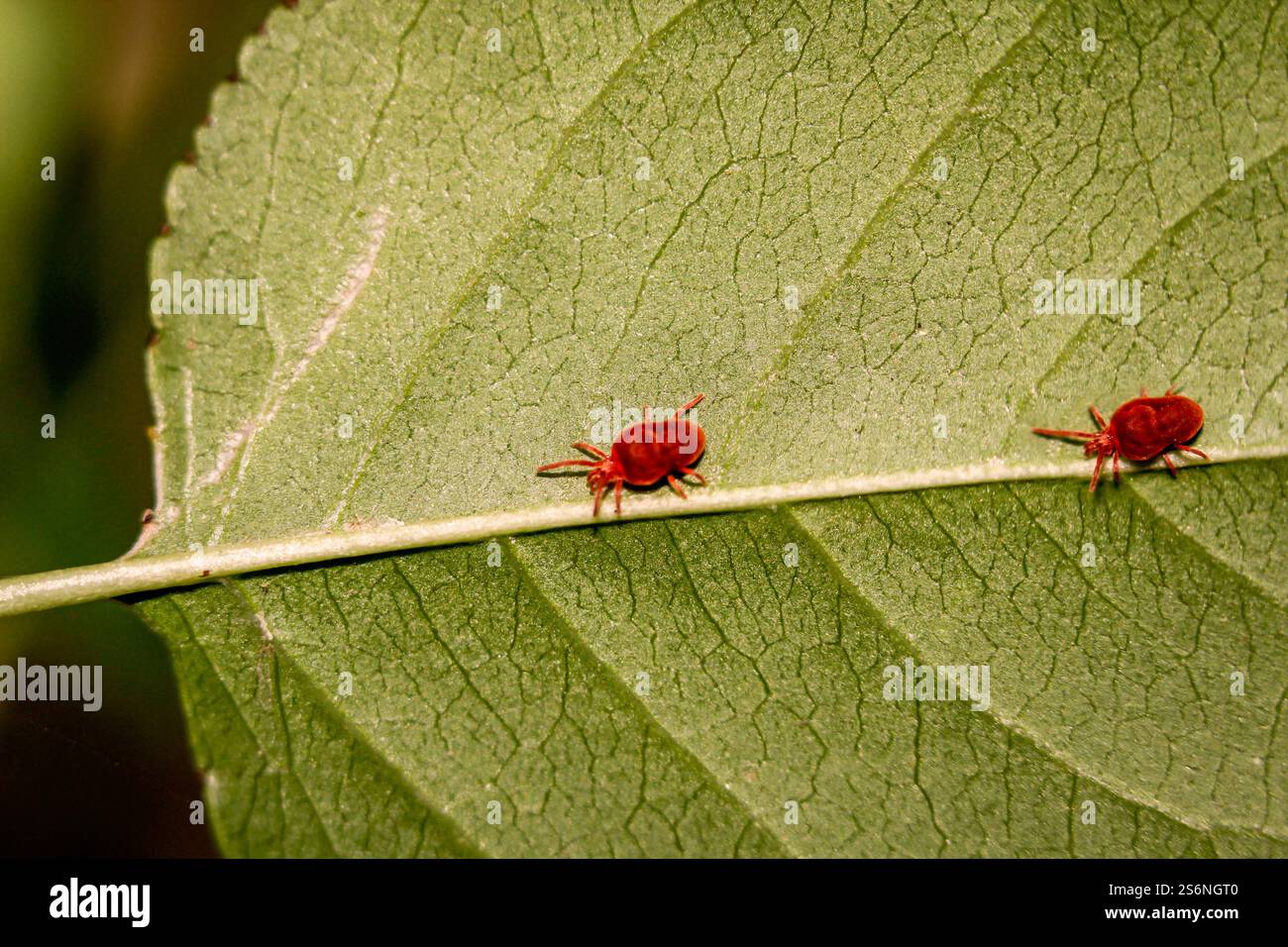 Two red velvet mites on a leaf Stock Photo - Alamy