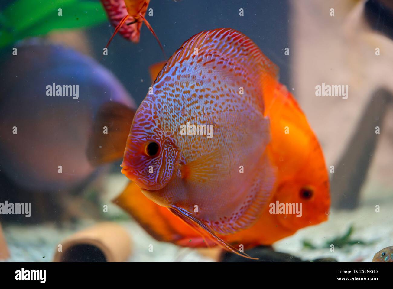 A discus fish in an aquarium. Discus fish originate from the Amazon ...
