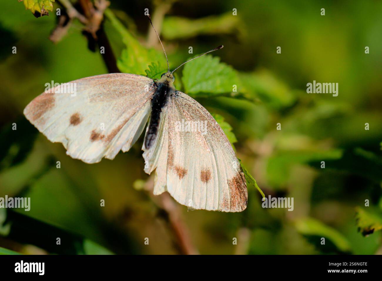Small cabbage white butterfly on a plant Stock Photo - Alamy