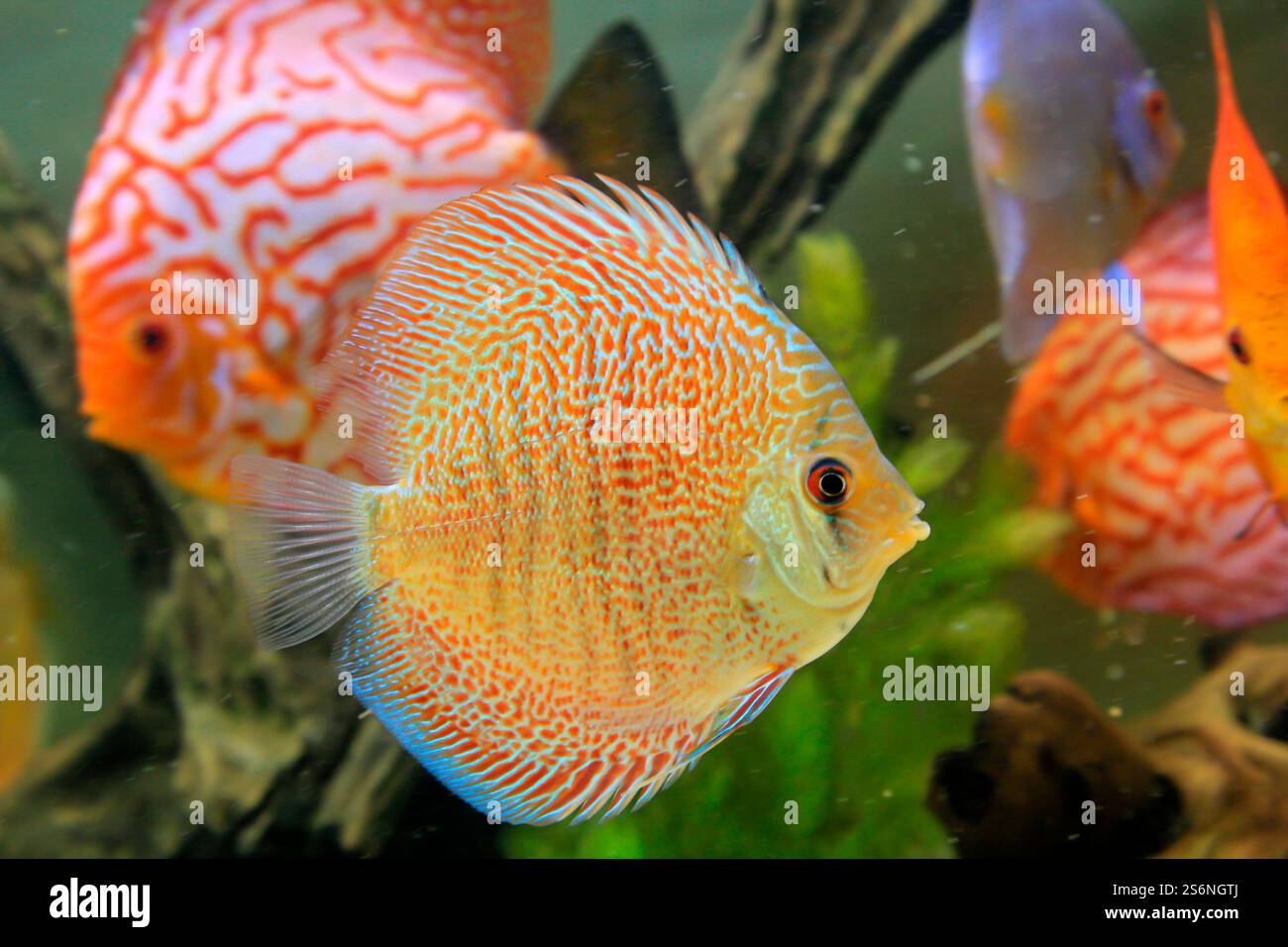 Portrait of a beautiful colored discus cichlid in an Amazon aquarium ...