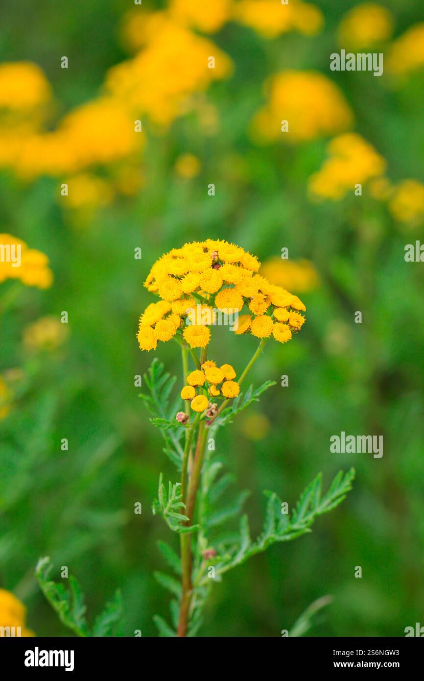 The yellow flower of a tansy, tanacetum vulgare in a meadow Stock Photo ...