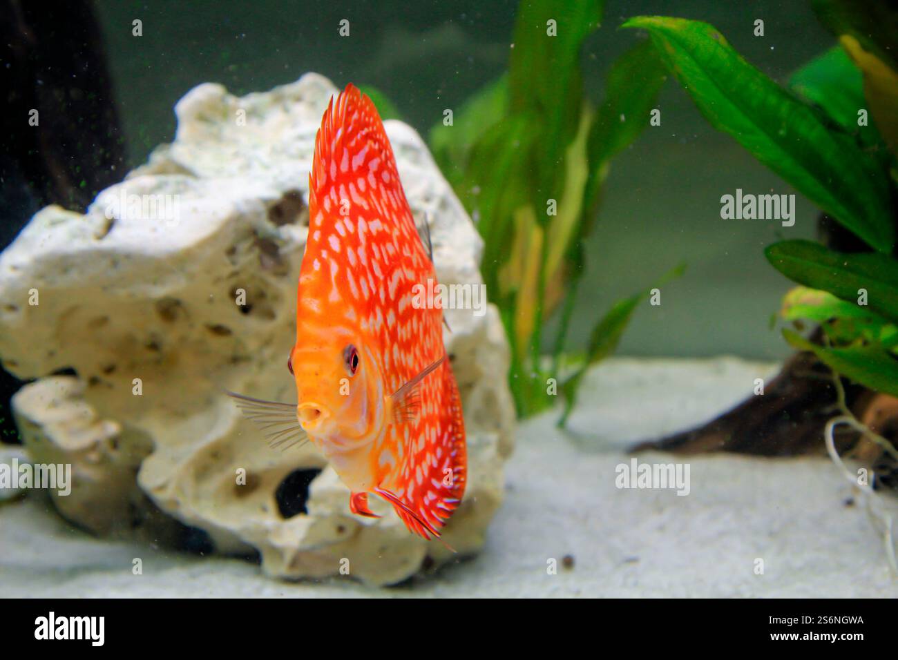 Portrait of a beautiful colored discus cichlid in an Amazon aquarium ...