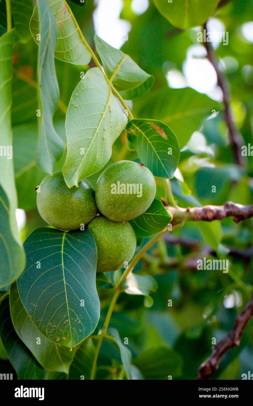 Walnuts on the tree hi-res stock photography and images - Alamy