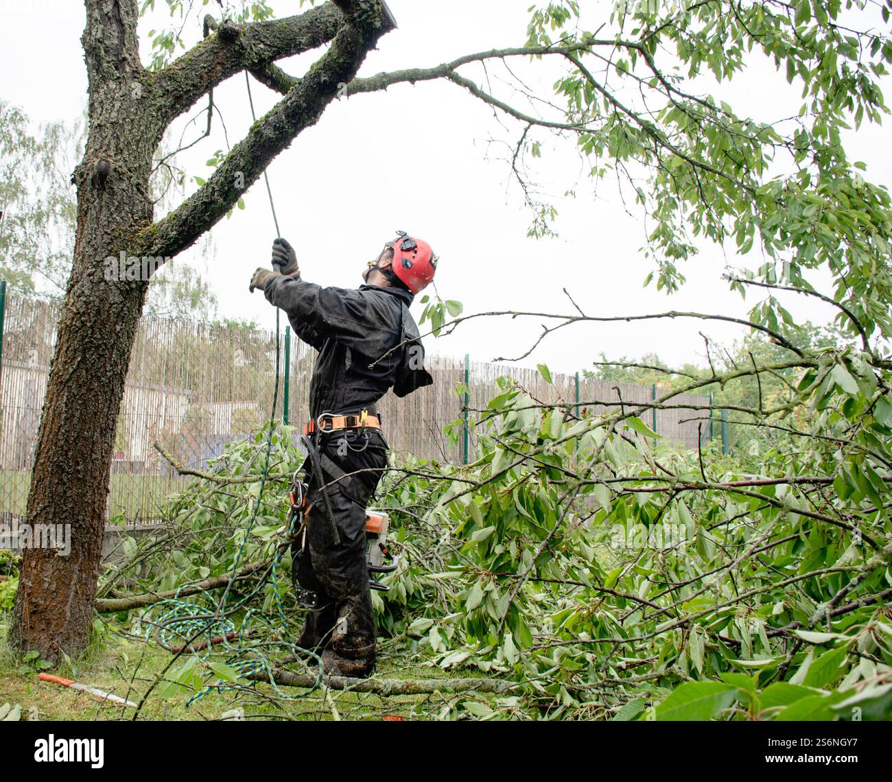 Tree care services and cultivation. Arborist tree surgeon cutting tree ...