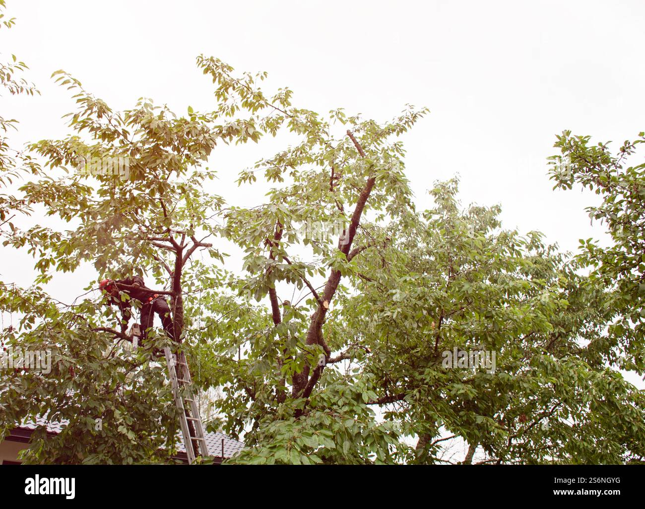 Tree care services and cultivation. Arborist tree surgeon cutting tree ...