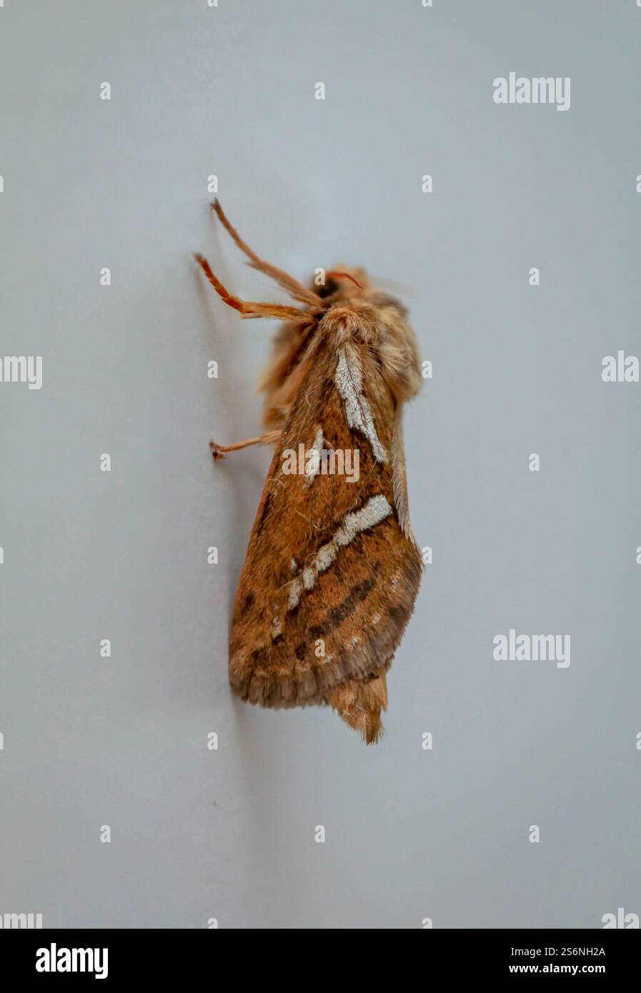 Side view of a small hop rootworm on a wall Stock Photo - Alamy