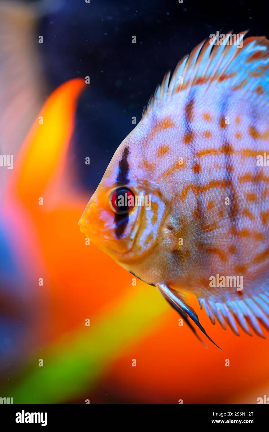 Discus fish belong to the cichlids hi-res stock photography and images ...