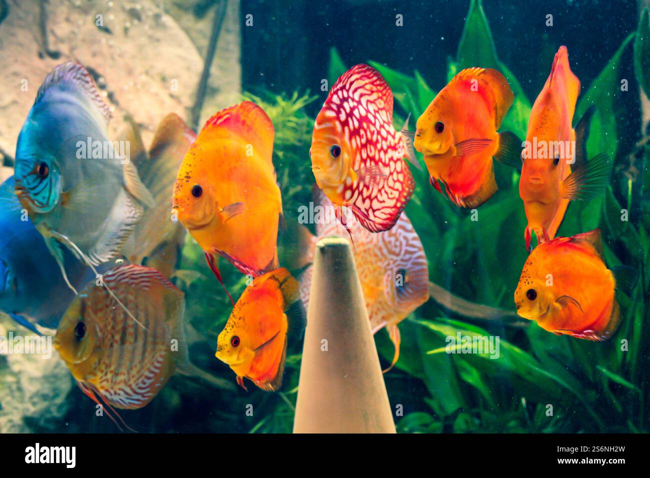 Discus fish in an Amazon aquarium Stock Photo - Alamy