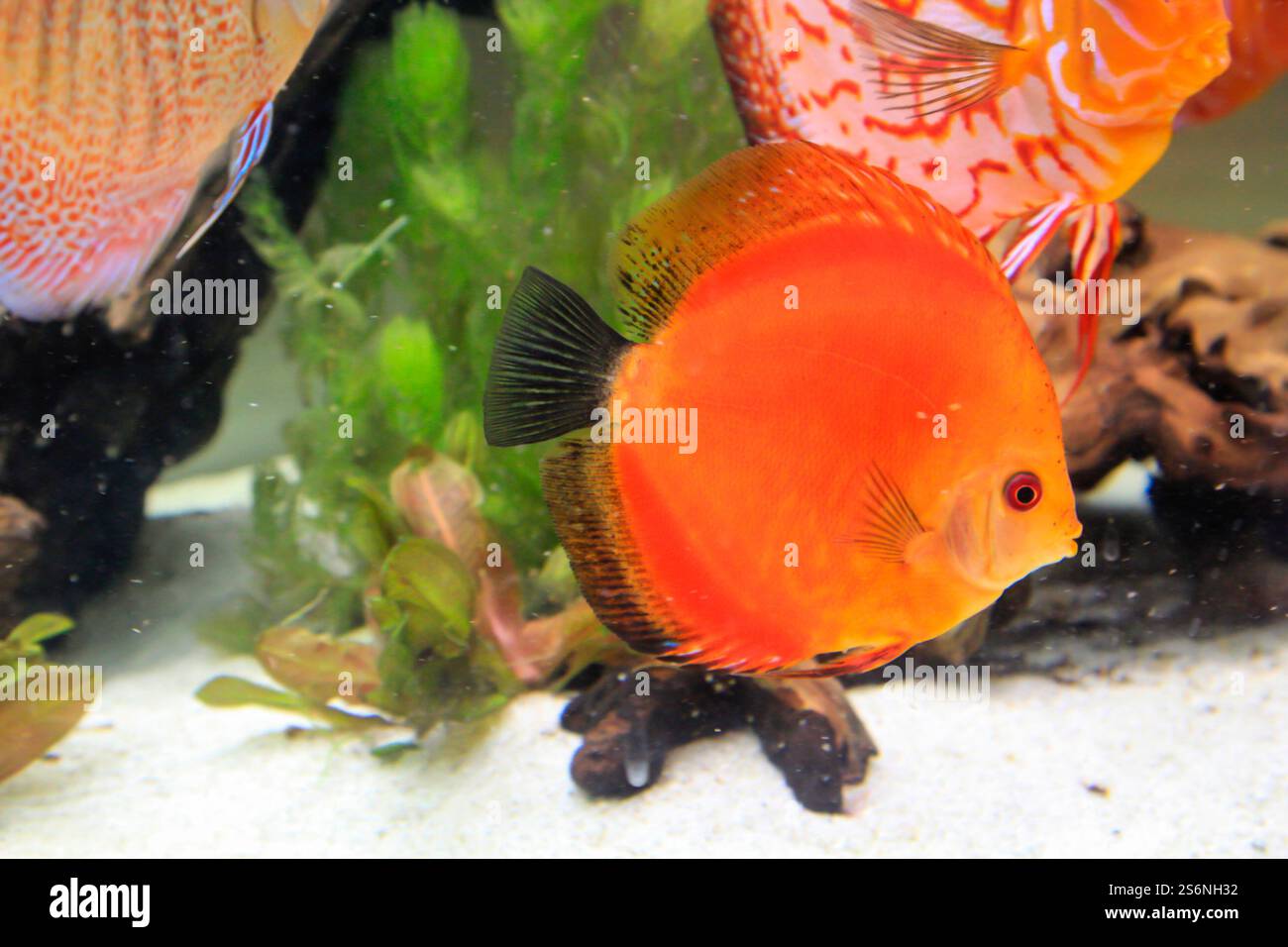 Portrait of a beautiful colored discus cichlid in an Amazon aquarium ...