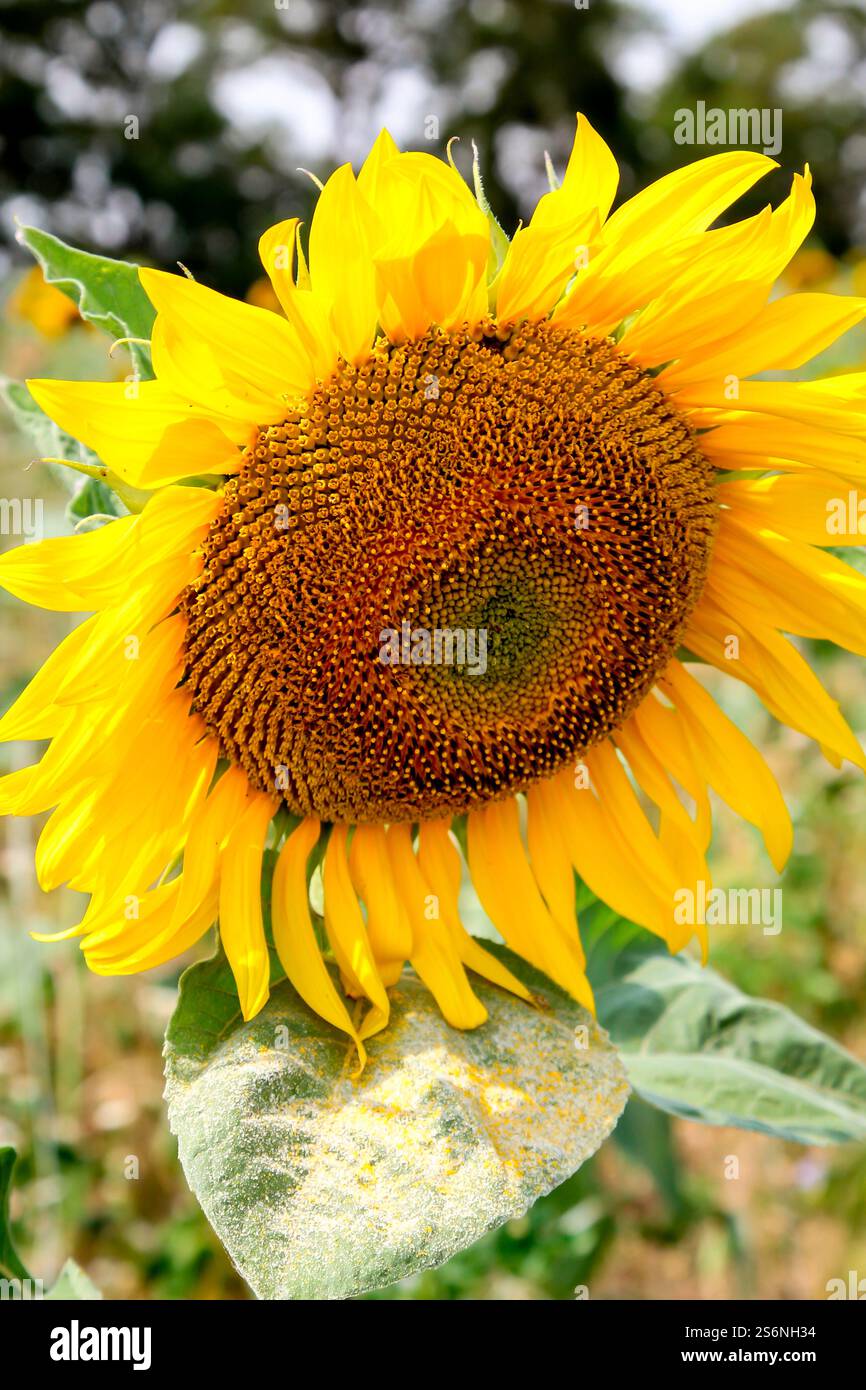 Portrait of a sunflower facing the sun Stock Photo - Alamy