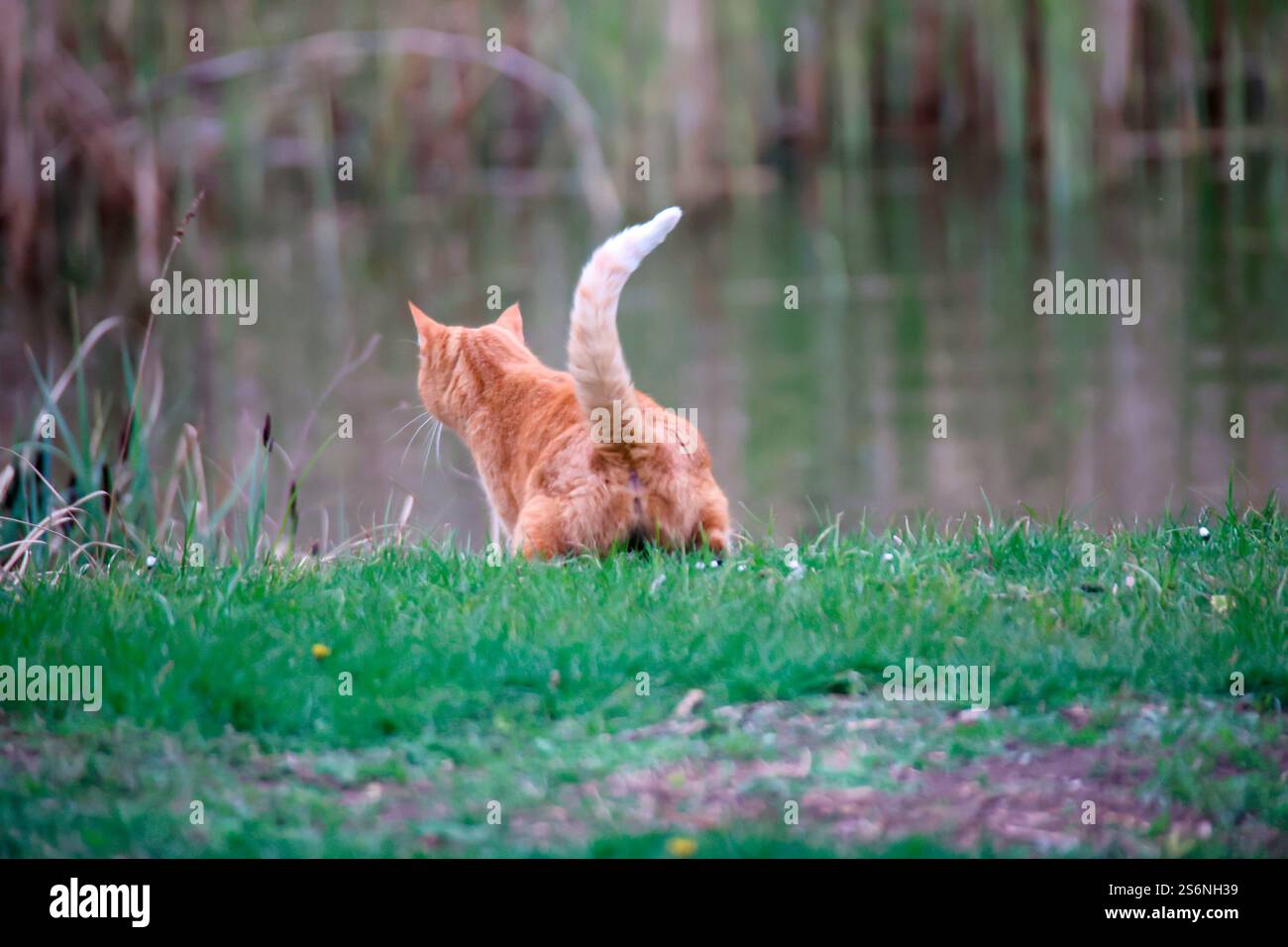 A cat chases a family of gray geese by the pond Stock Photo - Alamy