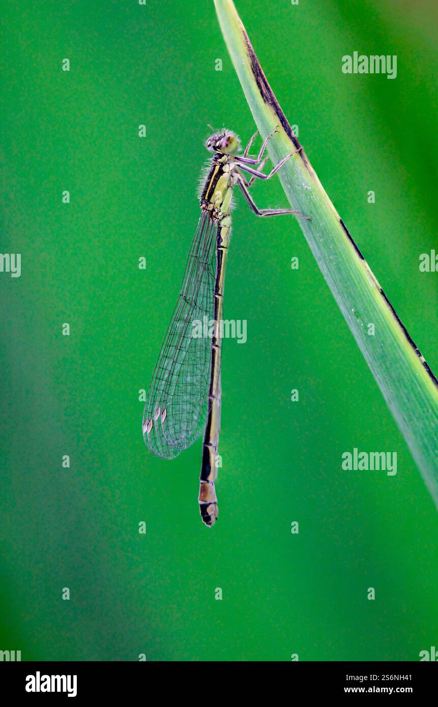 A small dragonfly sits on an aquatic plant by the water Stock Photo - Alamy