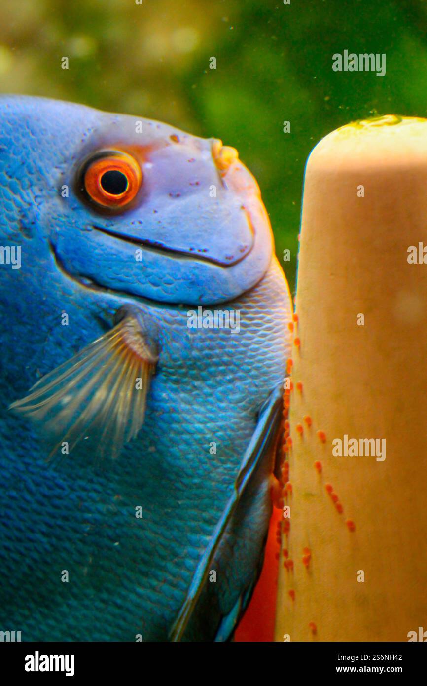 Caviar fish roe farming hi-res stock photography and images - Alamy