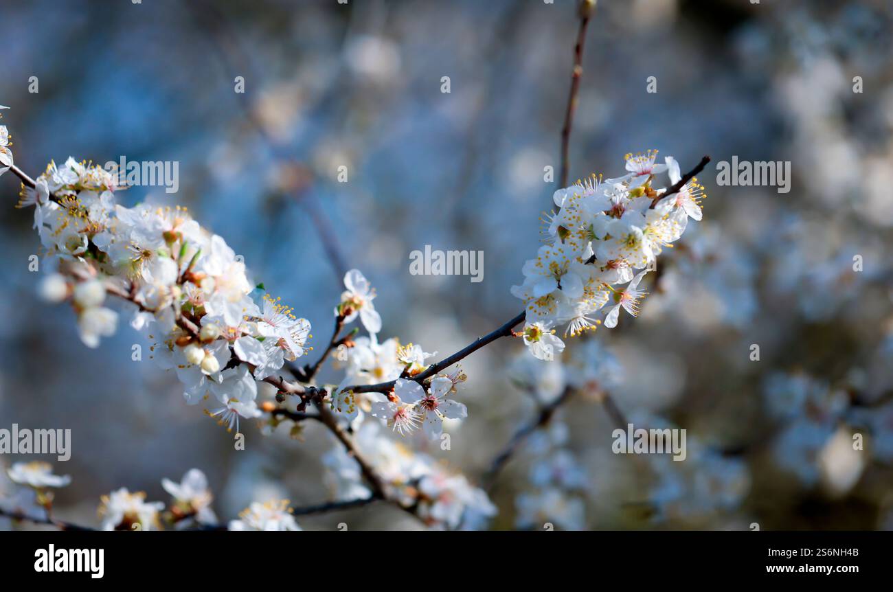 The blossoms of a fruit tree in spring Stock Photo - Alamy