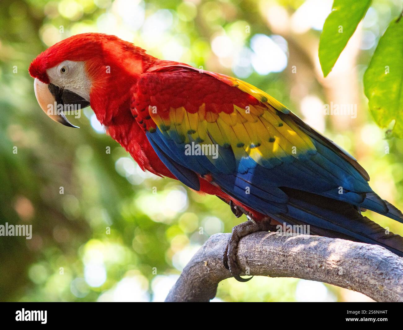 Macaw red Parrot, Yucatan Peninsula, Mexico Stock Photo - Alamy