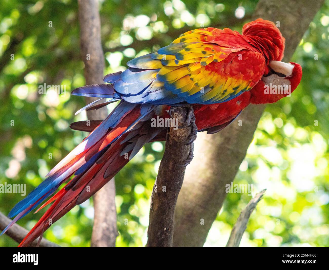 Macaw red Parrot, Yucatan Peninsula, Mexico Stock Photo - Alamy