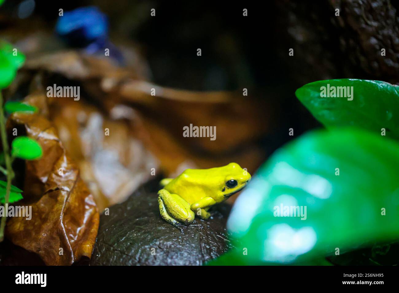 A poison dart frog in a very humid air-conditioned terrarium Stock ...