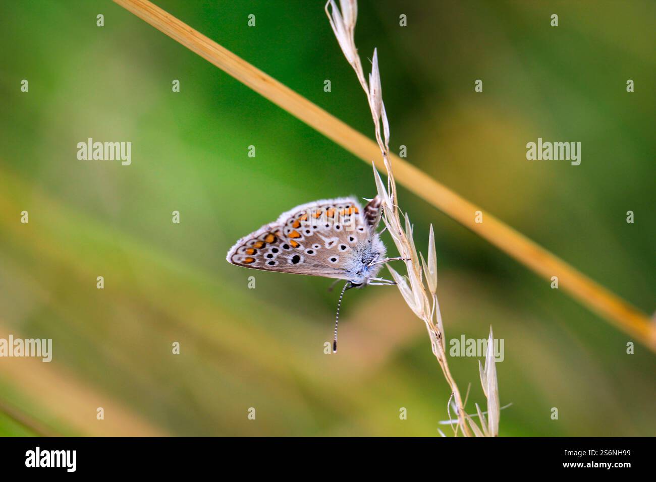A blue butterfly on a grass plant. There are many species of blue ...