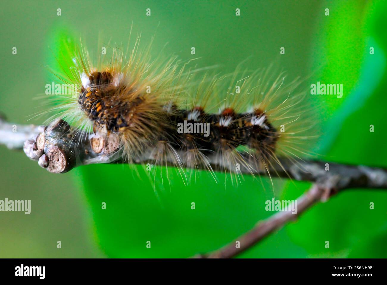 The caterpillar of a gold butterfly, butterfly on a plant Stock Photo ...