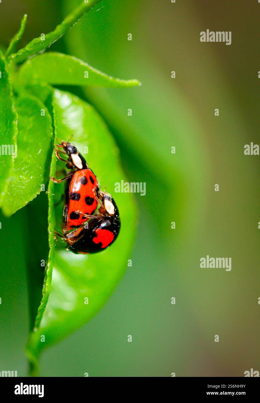 Two ladybird beetles mating hi-res stock photography and images - Alamy