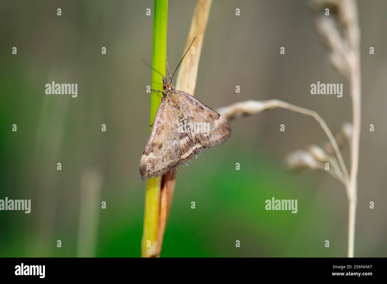 A plantain moth (Pyrausta despicata) sitting on a blade of grass Stock ...