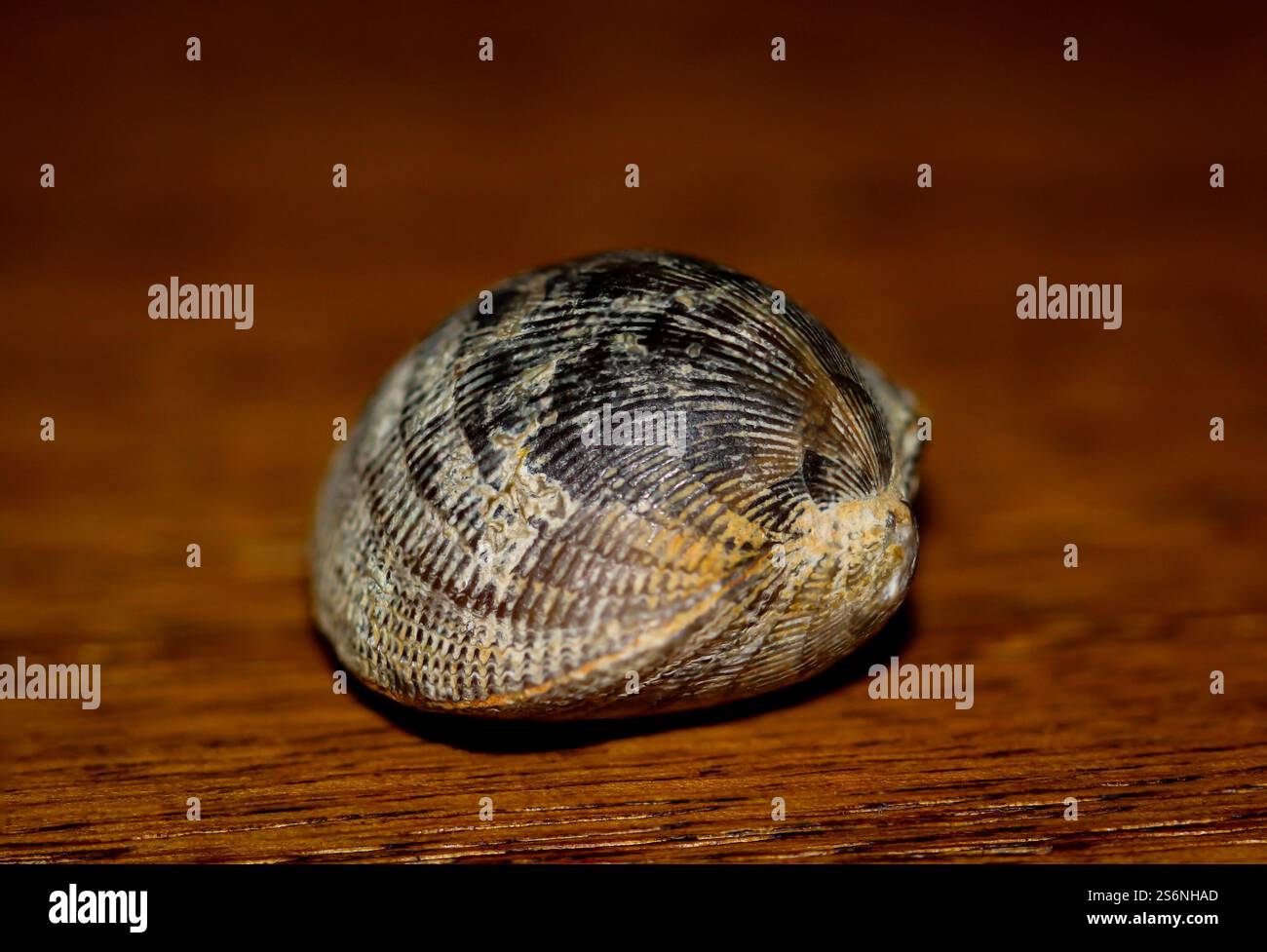 Fossilized species hi-res stock photography and images - Alamy