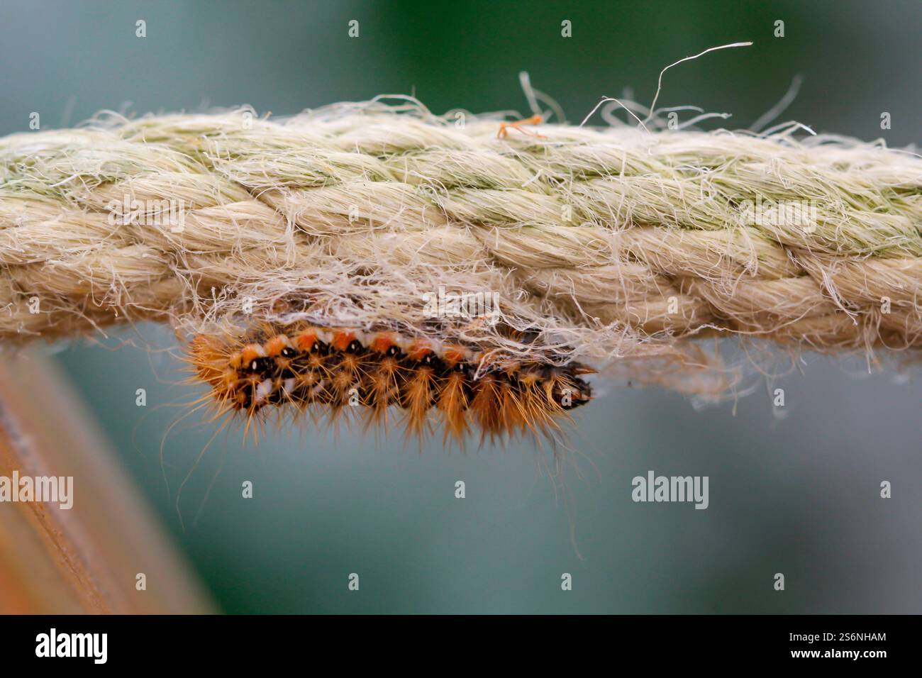 A close-up of a caterpillar of the golden aphid during spinning Stock ...