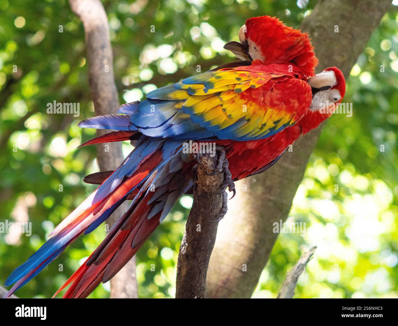 Macaw red Parrot, Yucatan Peninsula, Mexico Stock Photo - Alamy