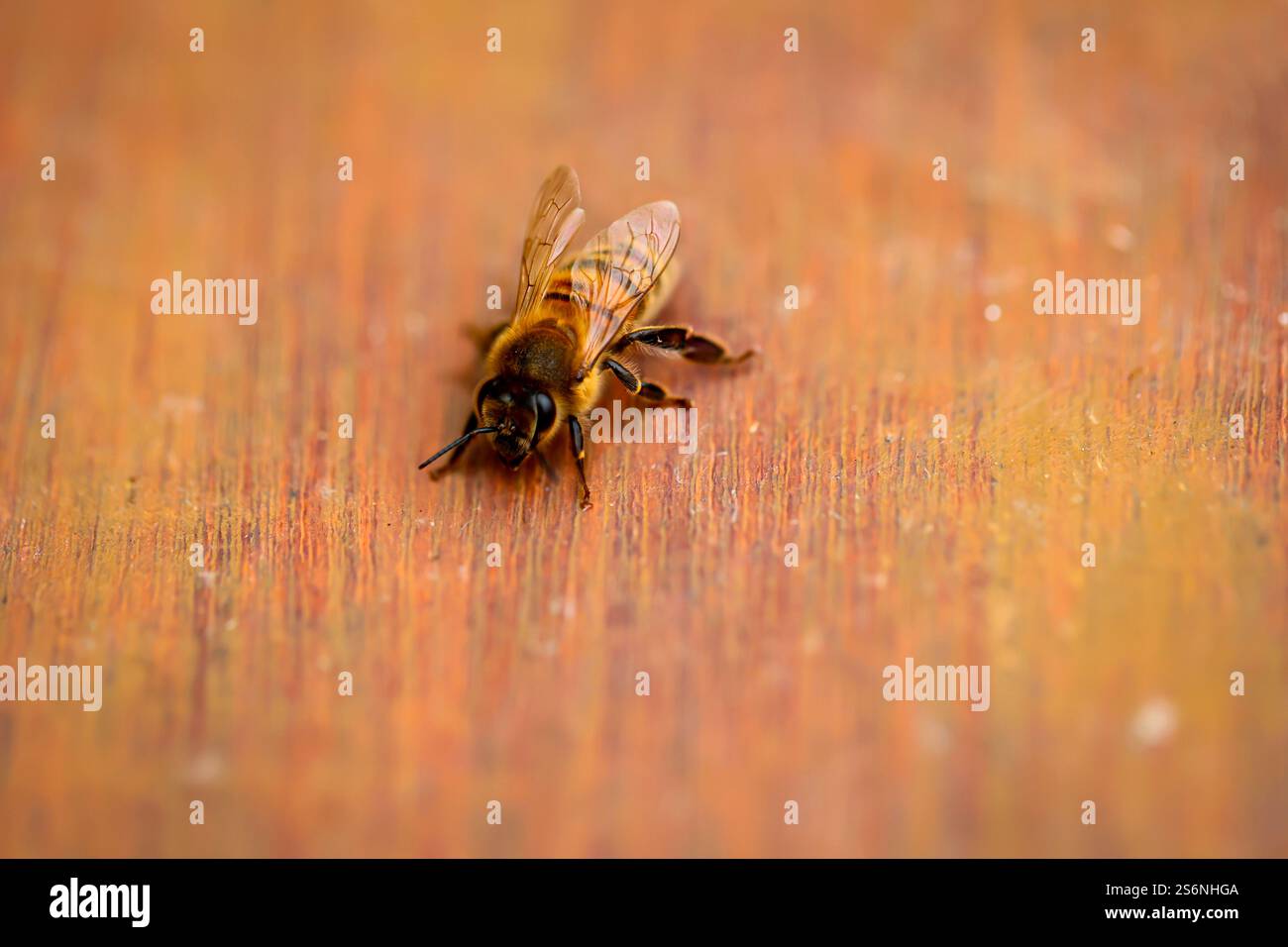 Colony forming insects hi-res stock photography and images - Alamy