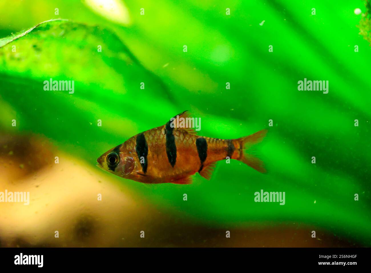 A five-belted barb in an aquarium. They belong to the carp fish family ...