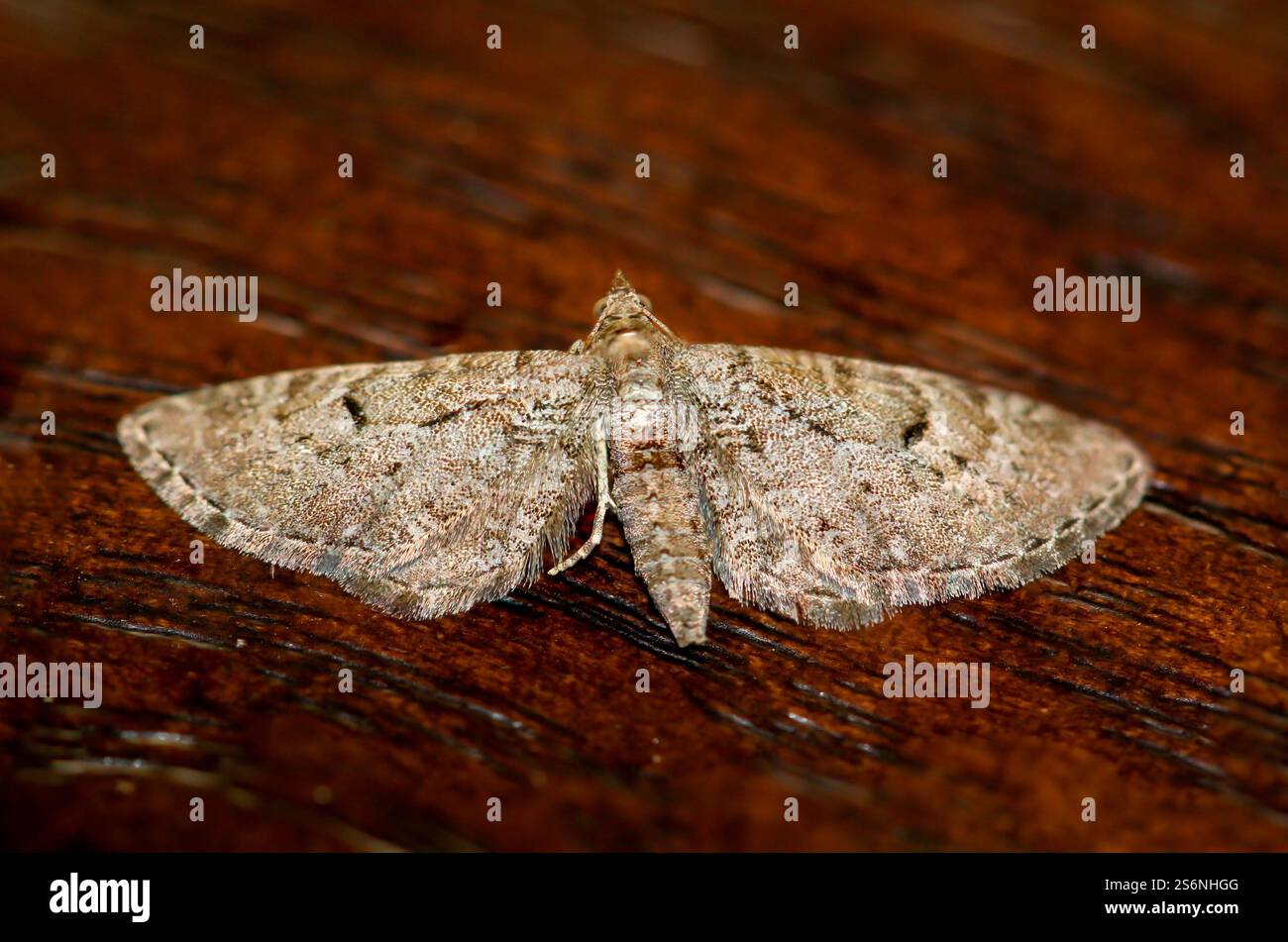 The great juniper moth (Eupithecia intricata) on a board Stock Photo ...