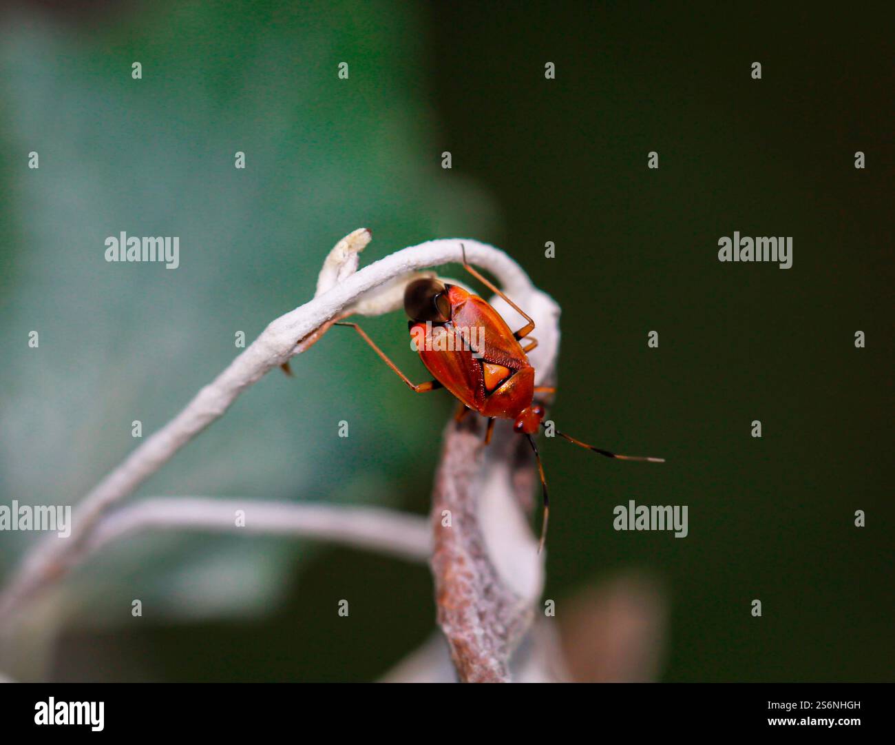 A common nimrod (Deraeocoris ruber) on the branch of a plant Stock ...