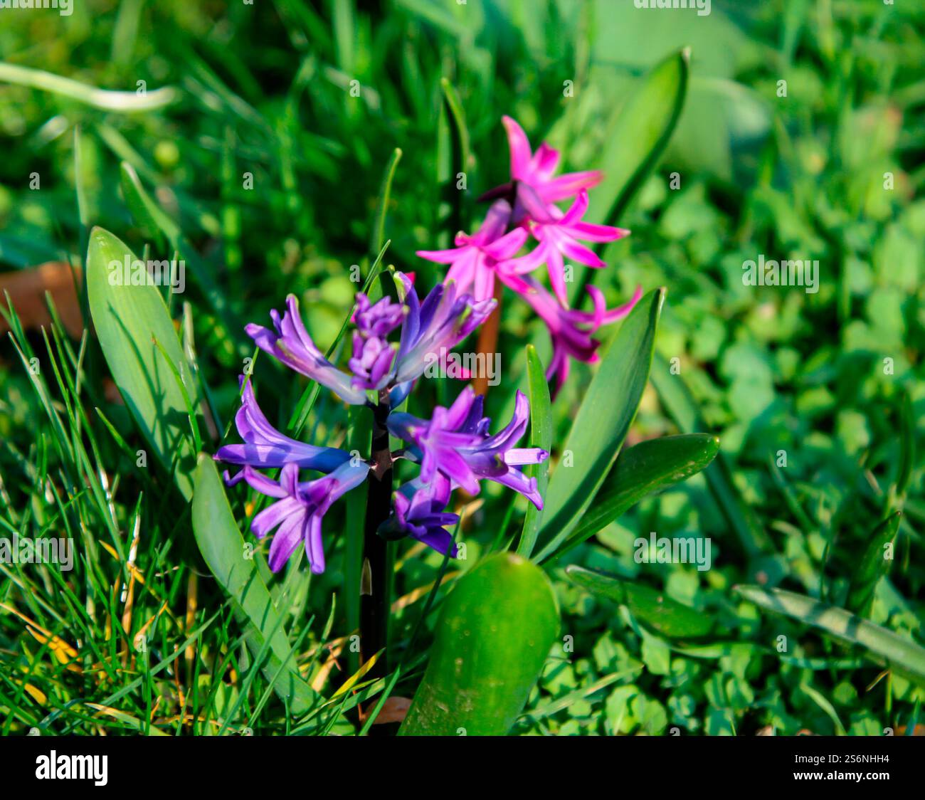 Plants belong flowering family hi-res stock photography and images - Alamy