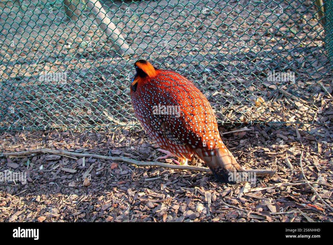 A portrait of a pheasant-like bird, exotic chicken Stock Photo - Alamy