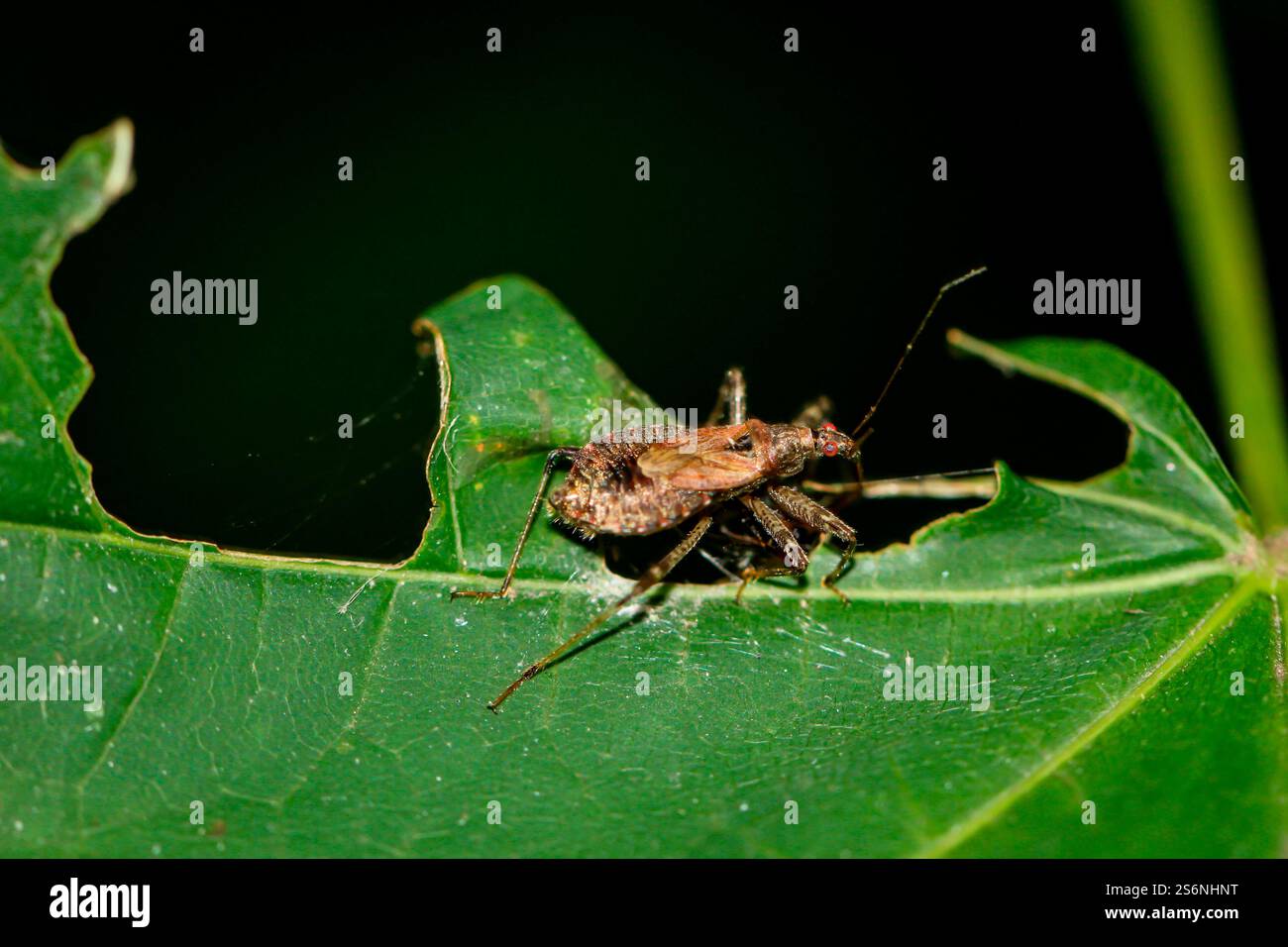 A long-horned bushhopper (Himacerus apterus) on a leaf of a deciduous ...