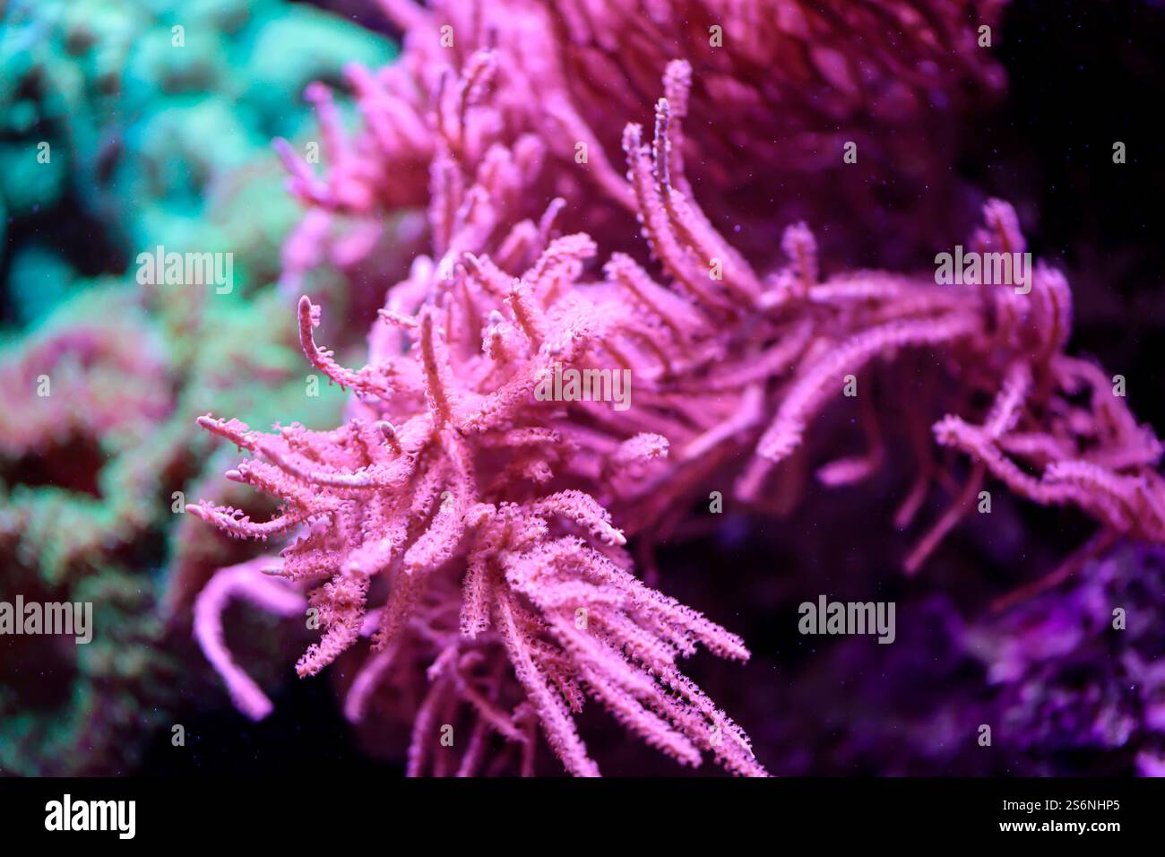 Red coral fans in coral hi-res stock photography and images - Alamy