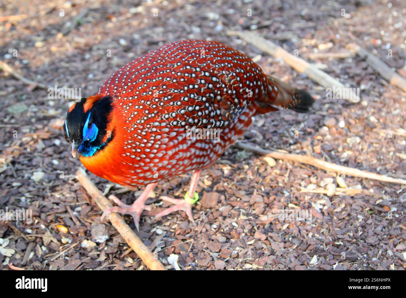 A portrait of a pheasant-like bird, exotic chicken Stock Photo - Alamy