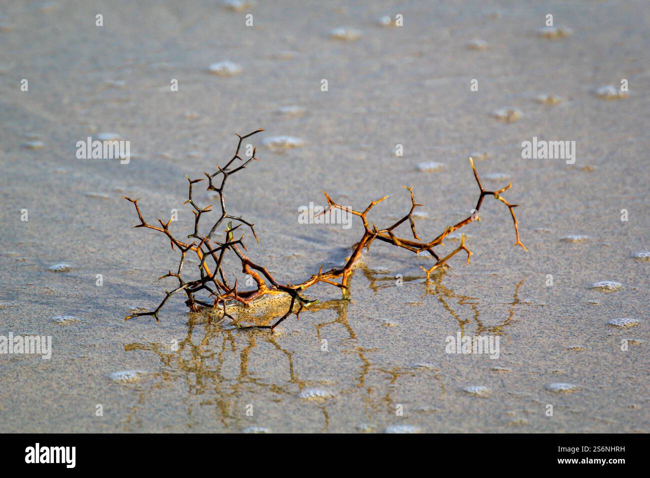 A thorny branch is washed up by the waves of the sea Stock Photo - Alamy