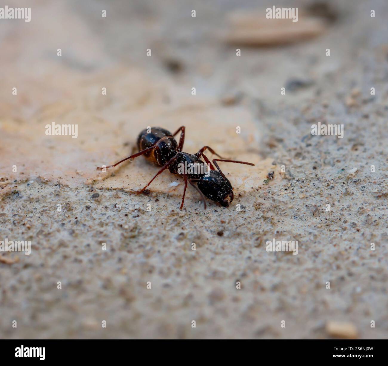 Ant on stone floor hi-res stock photography and images - Alamy