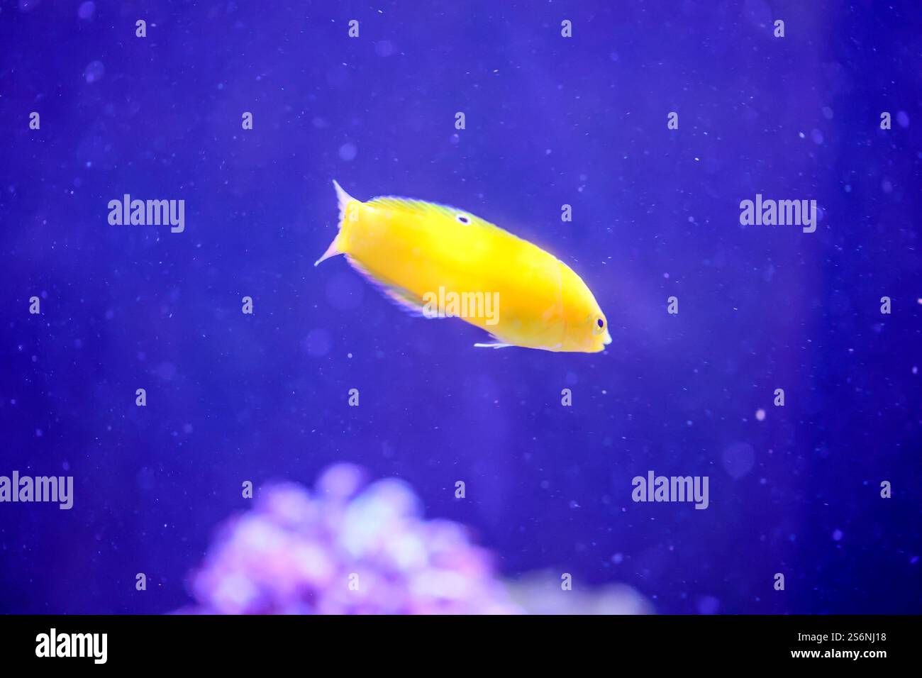 A yellow wrasse in a saltwater aquarium Stock Photo - Alamy