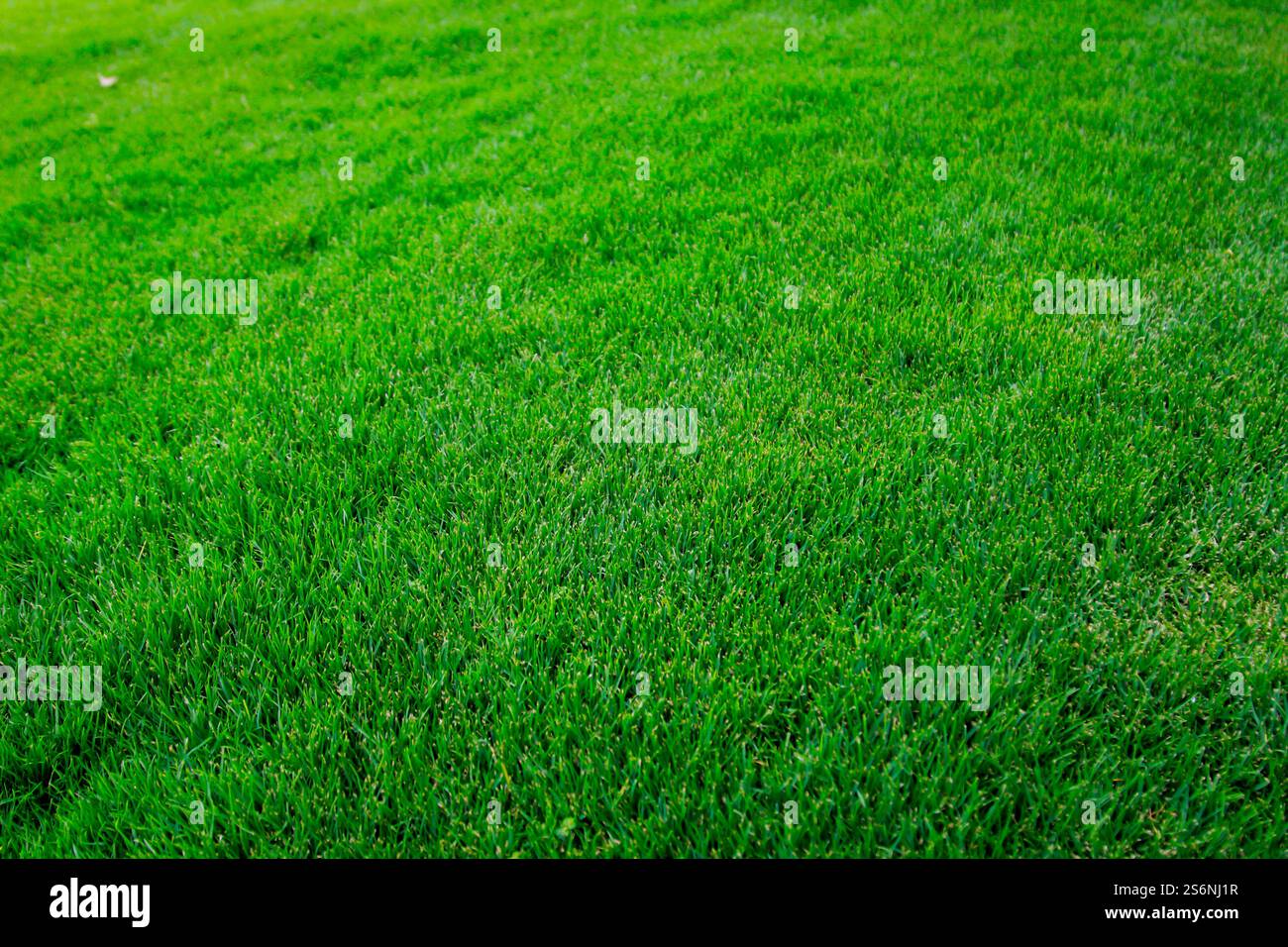 A grass texture, lots of lush grass with a rich green color Stock Photo ...