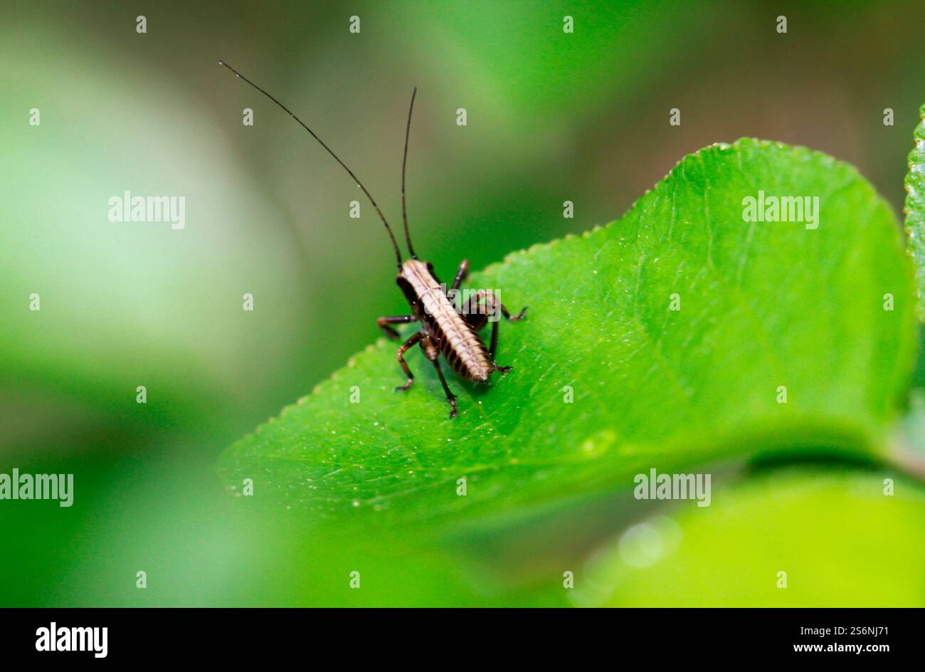 Leaf bush cricket katydid hi-res stock photography and images - Alamy