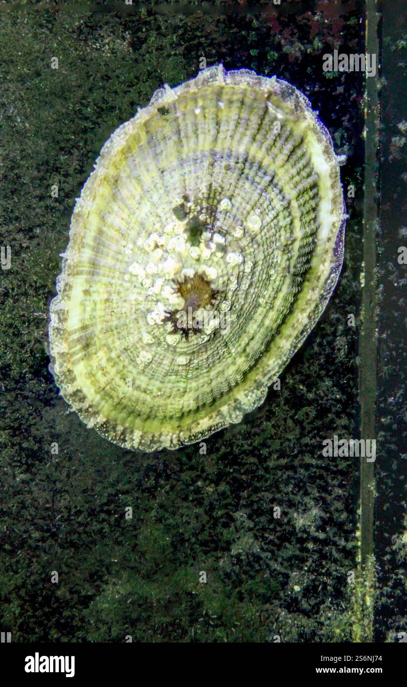 Shrimp in marine blue hi-res stock photography and images - Alamy