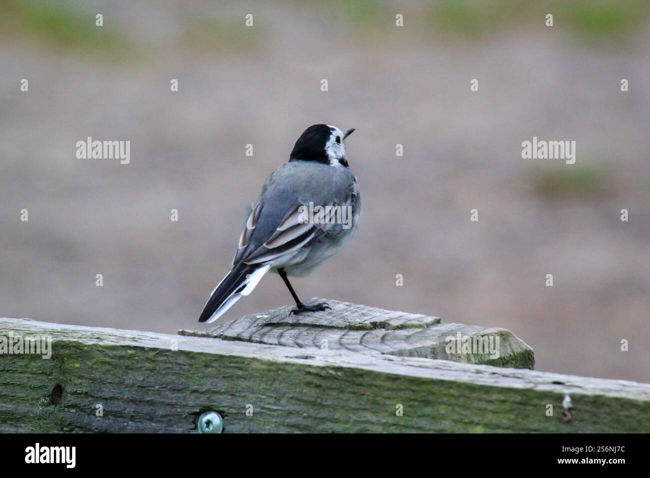 A German wagtail on a concrete path Stock Photo - Alamy
