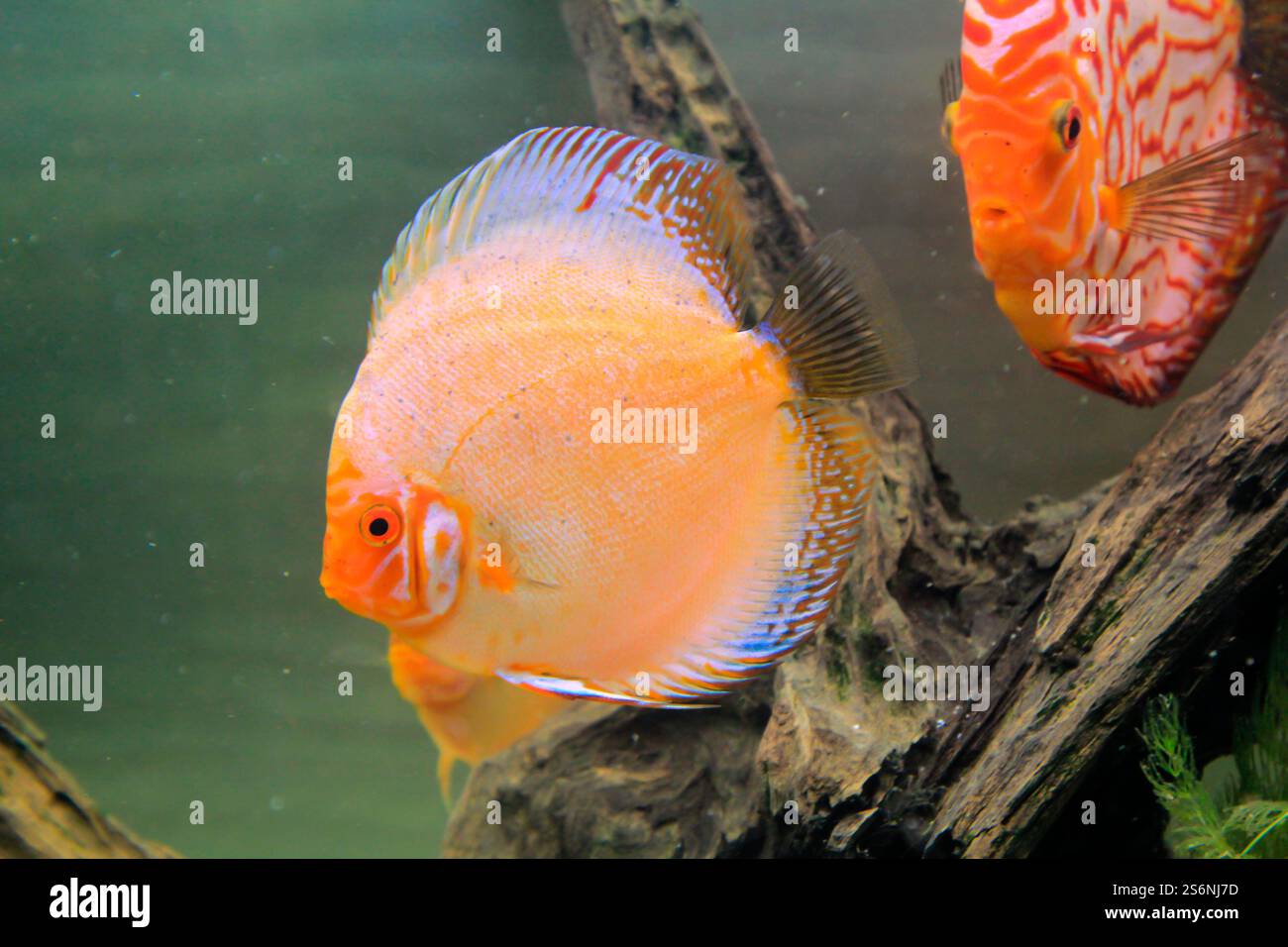 Portrait of a beautiful colored discus cichlid in an Amazon aquarium ...