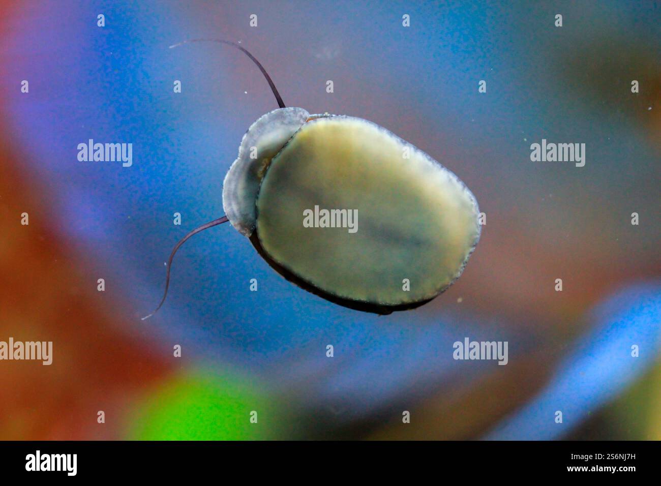 Steel helmet snail hi-res stock photography and images - Alamy